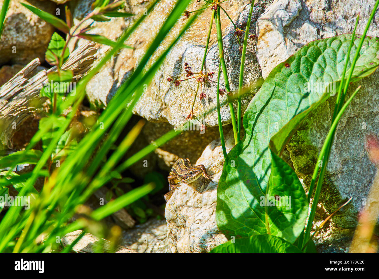 Zootoca vivipara on leaves hi-res stock photography and images - Alamy