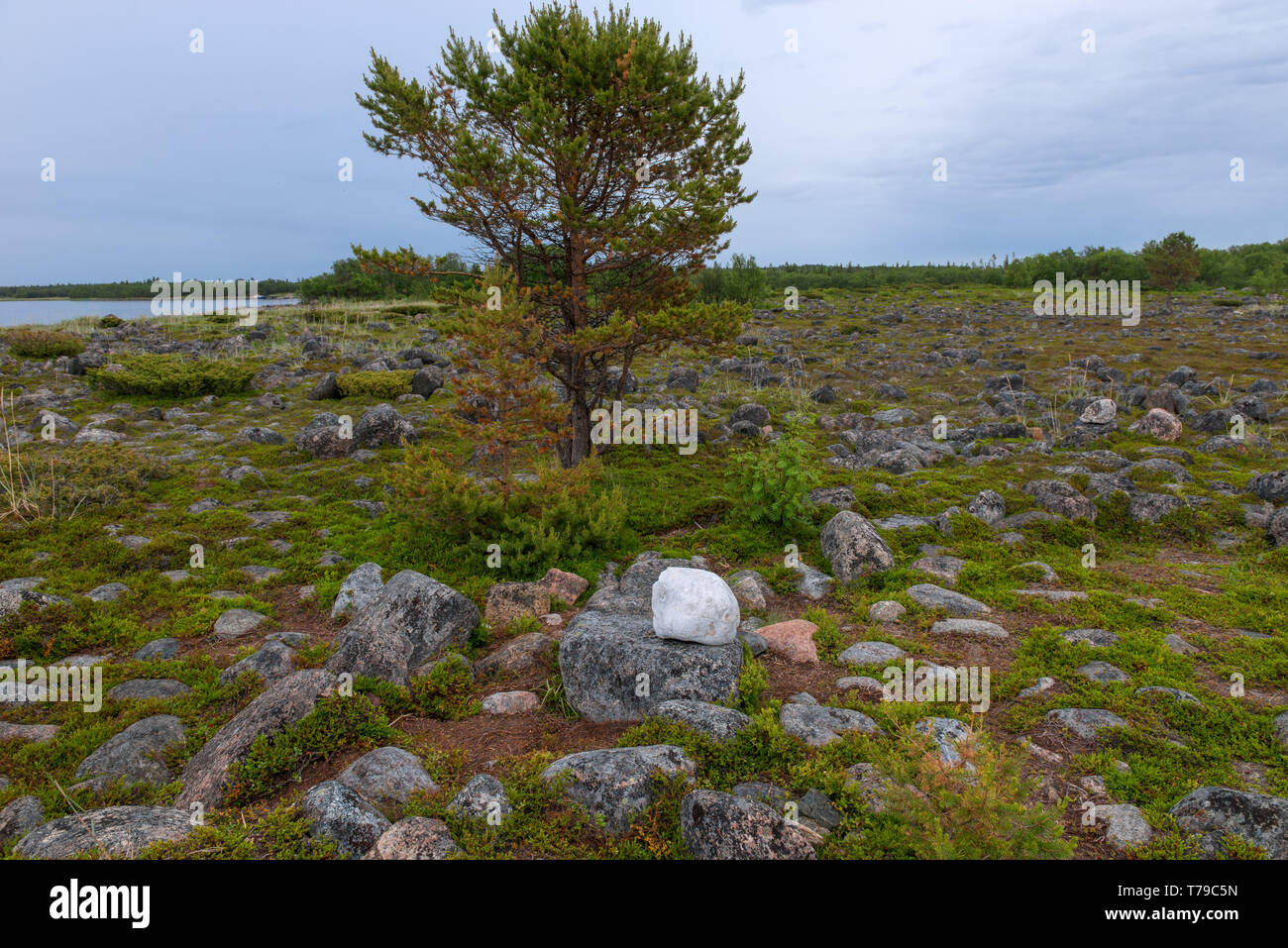 Large quartz boulder in the tundra on the shore of the White Sea Stock ...