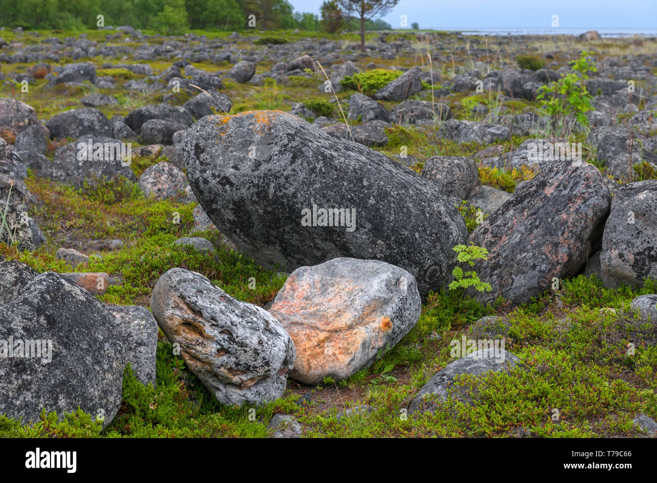 Muksalma Island. Solovetsky archipelago, White Sea Coast, Russia Stock ...