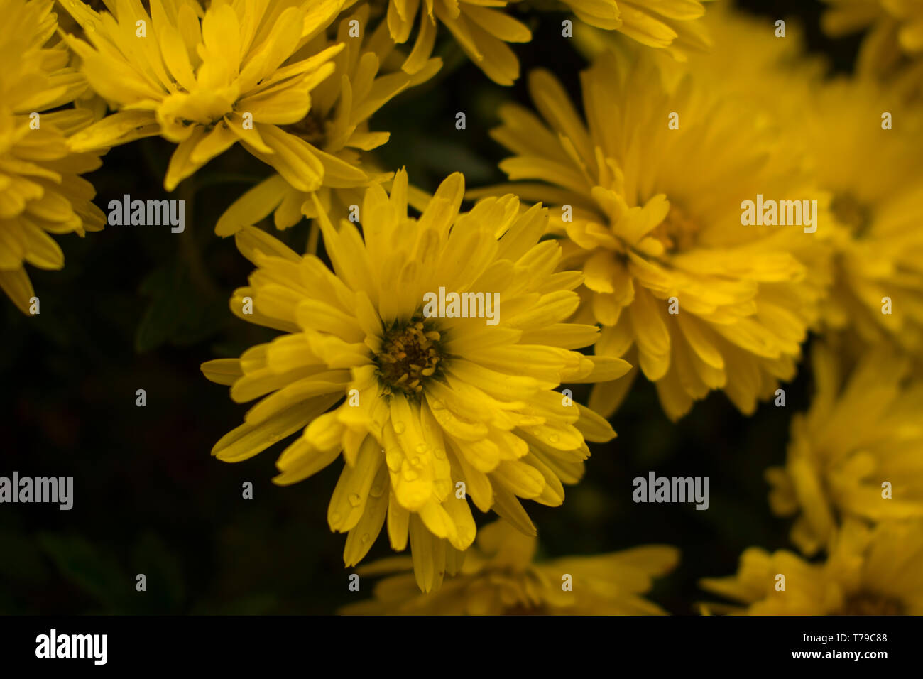Colorful flowers pick up hi-res stock photography and images - Alamy