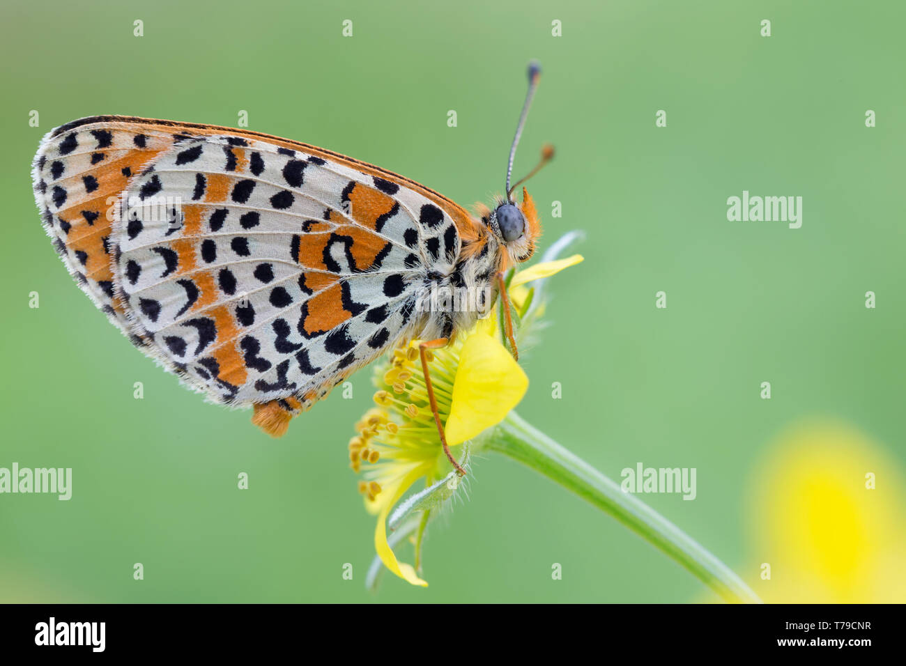 The wonderful Lesser spotted fritillary (Melitaea trivia Stock Photo ...