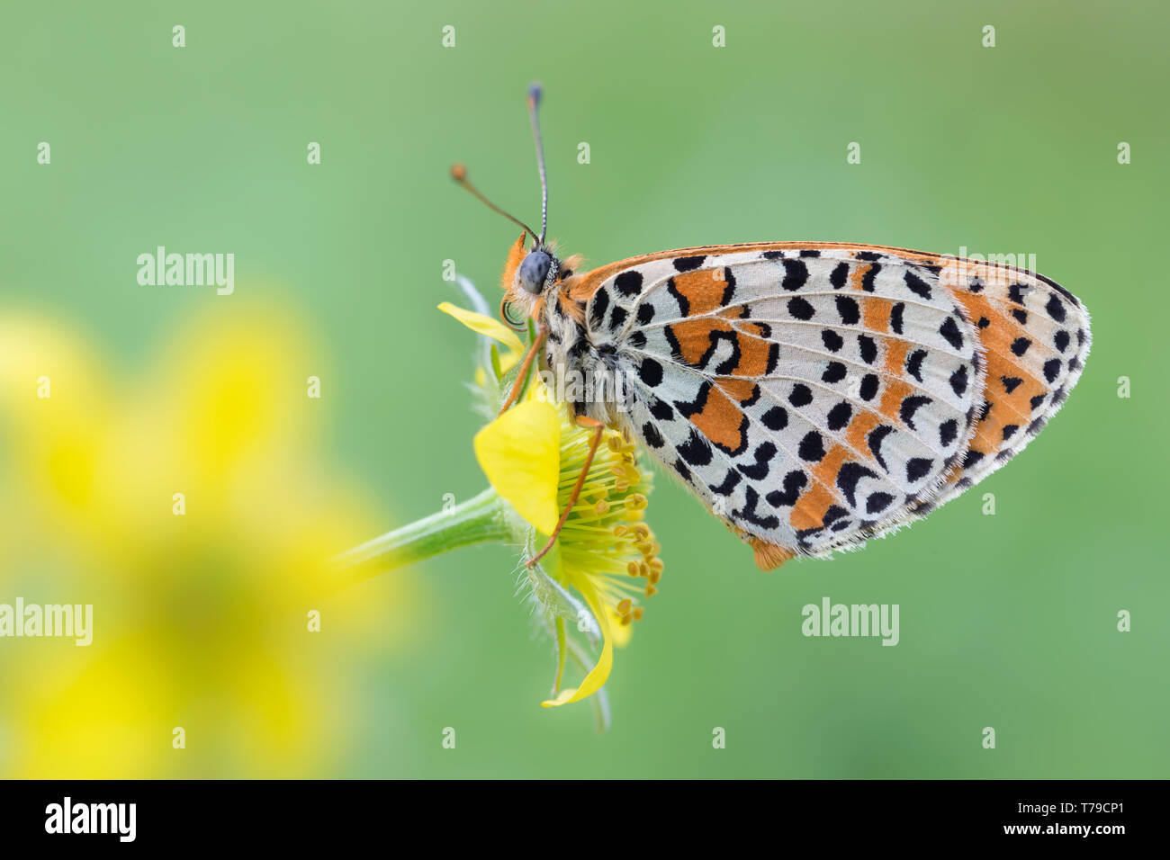 The wonderful Lesser spotted fritillary (Melitaea trivia Stock Photo ...