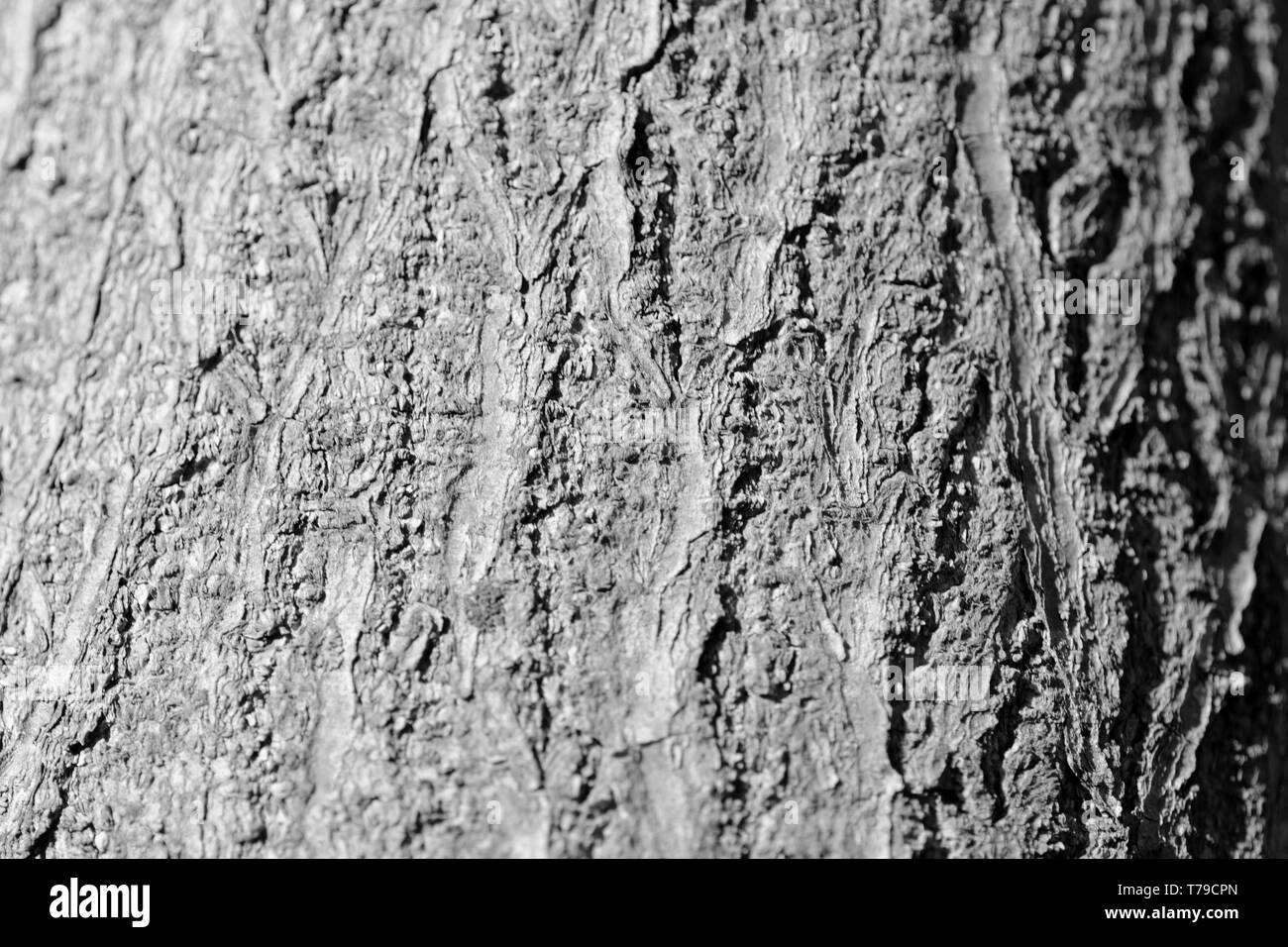 Tree bark texture close up. Natural background black and white Stock ...