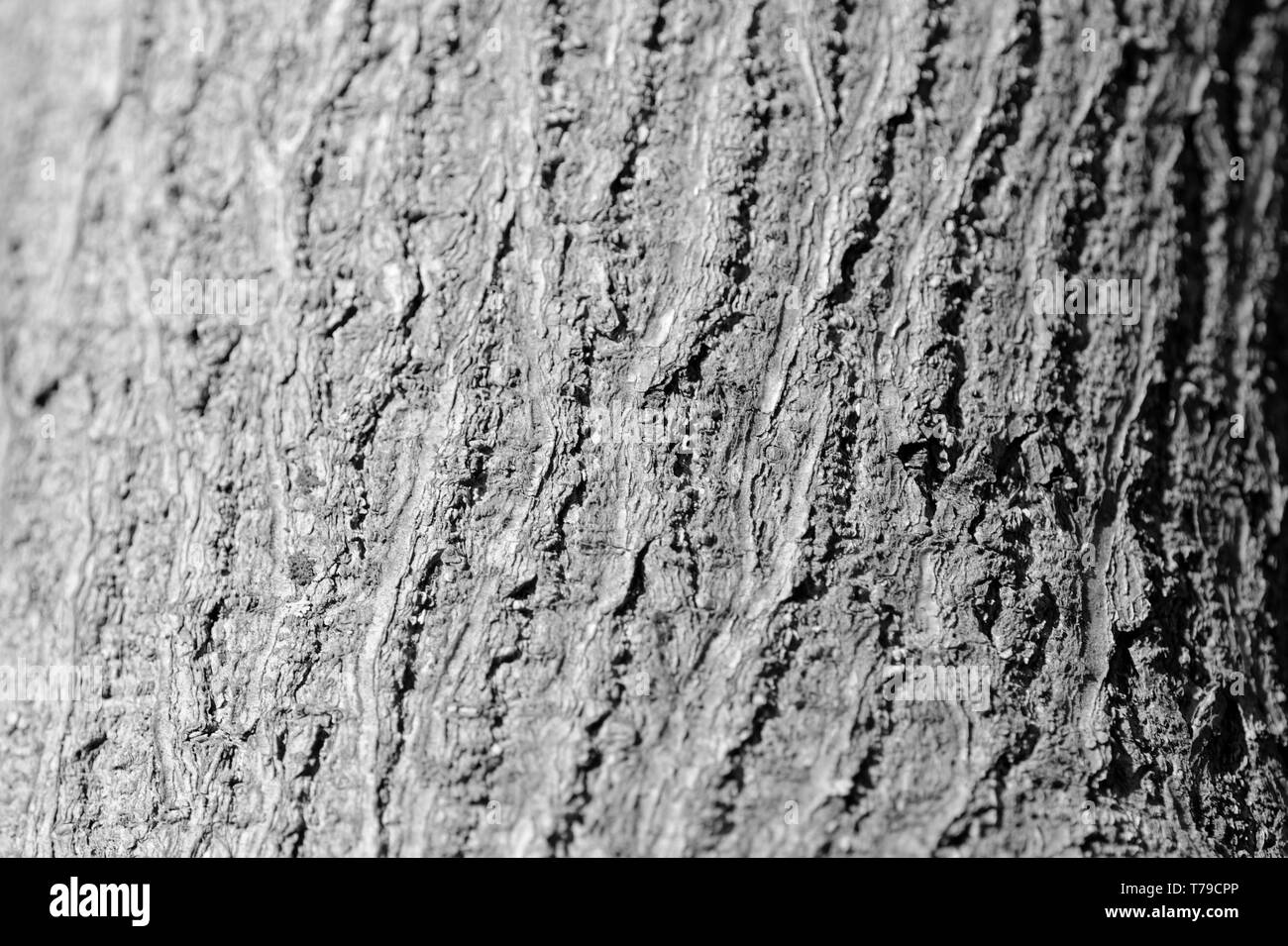 Tree bark texture close up. Natural background black and white Stock ...