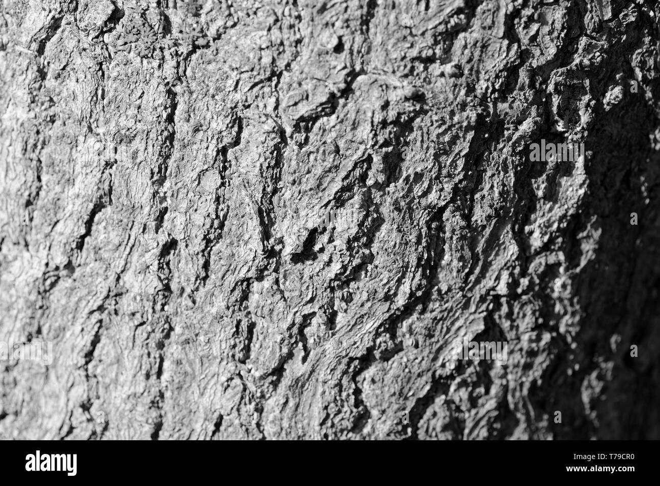 Tree bark texture close up. Natural background black and white Stock ...