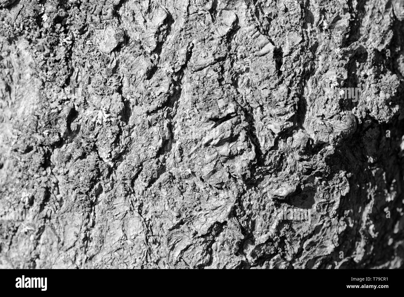 Tree bark texture close up. Natural background black and white Stock ...