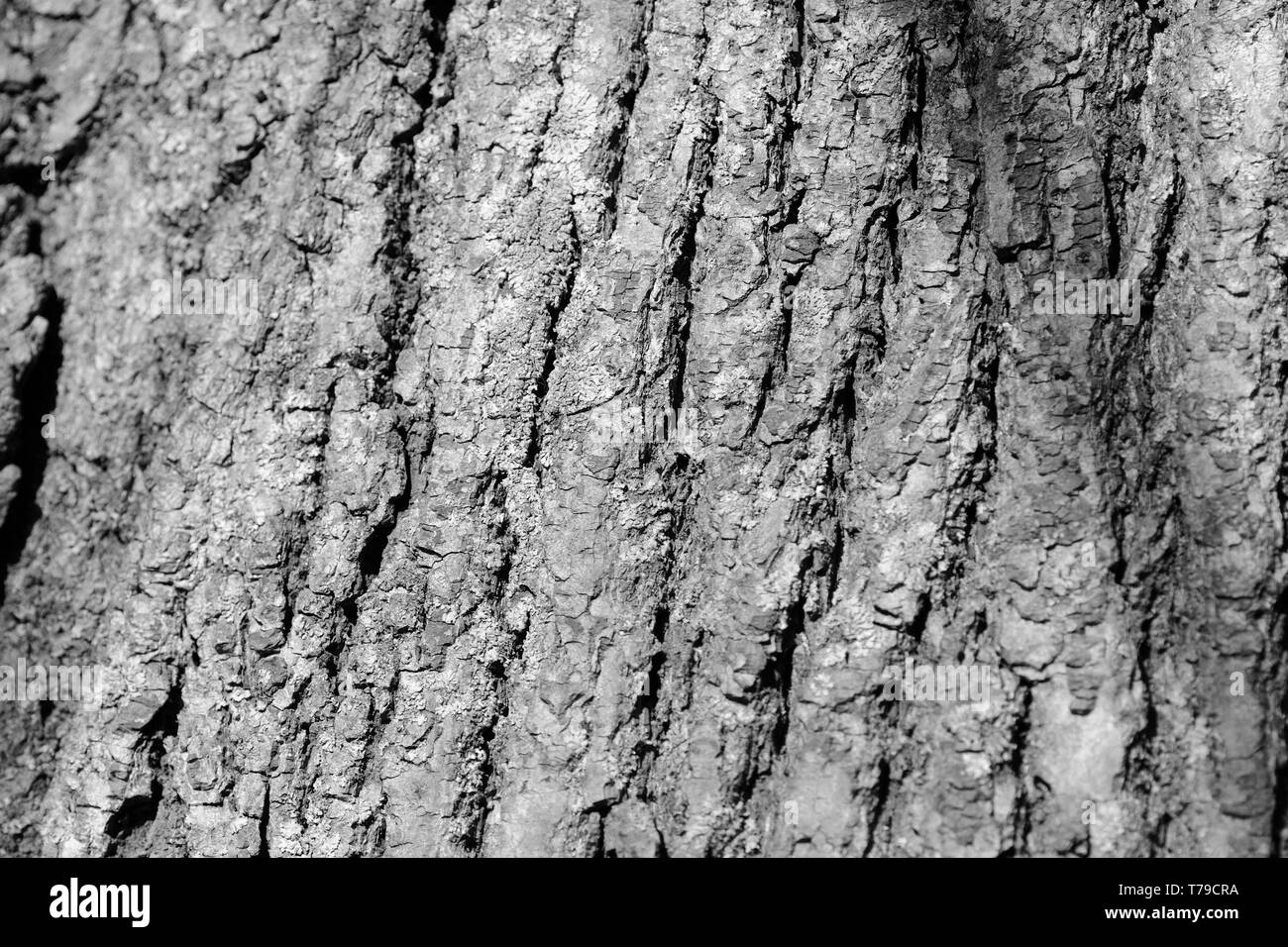 Tree bark texture close up. Natural background black and white Stock ...