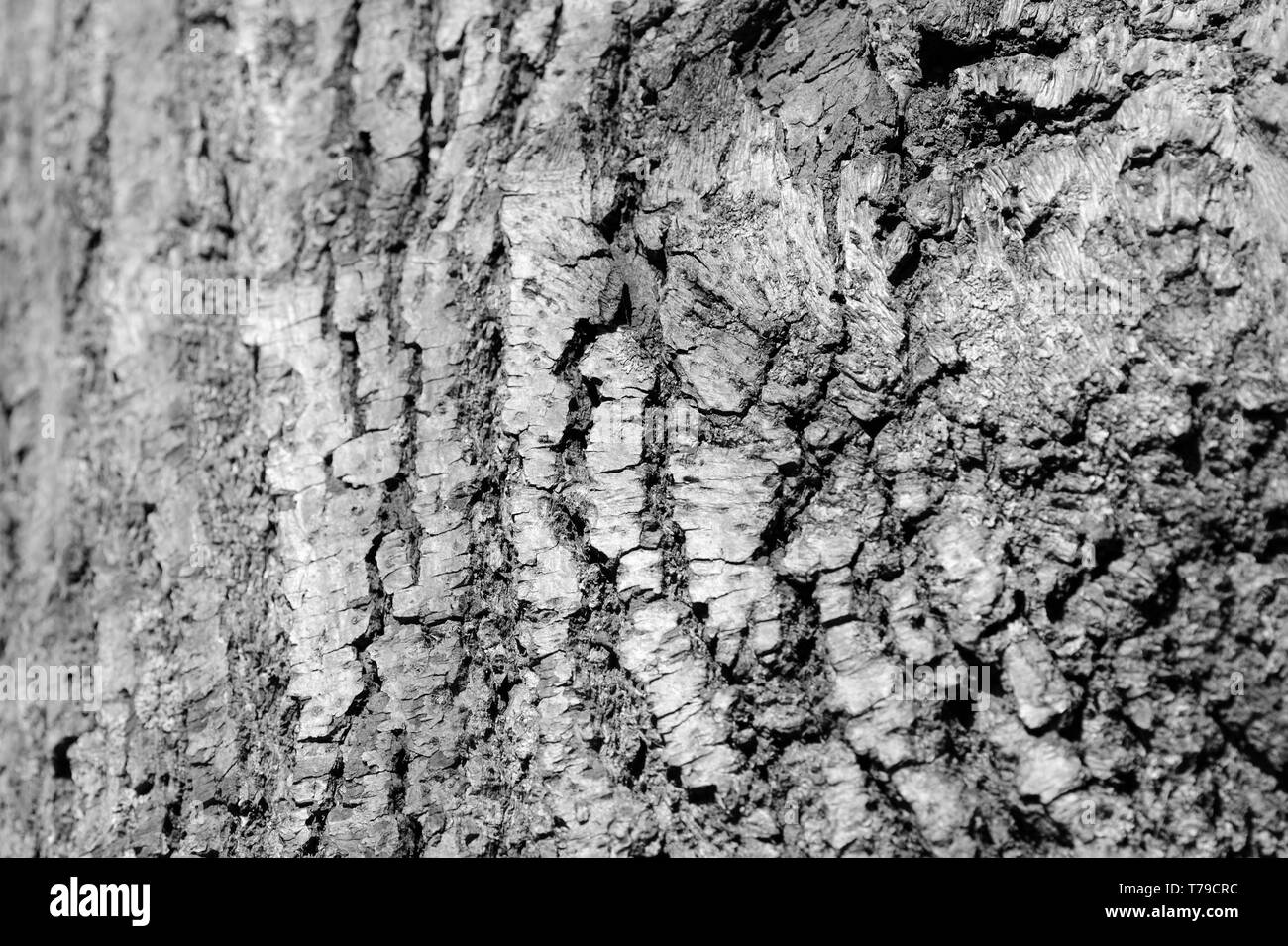 Tree bark texture close up. Natural background black and white Stock ...
