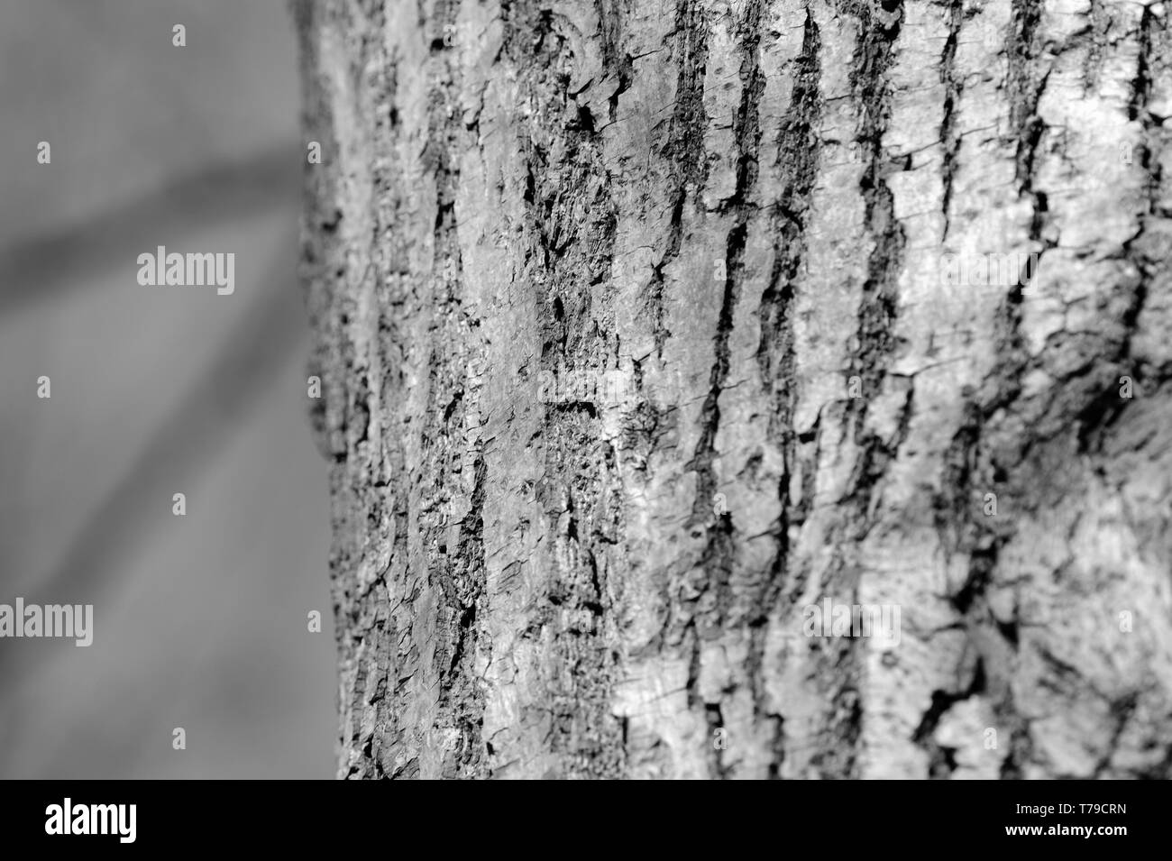 Tree bark texture close up. Natural background black and white Stock ...