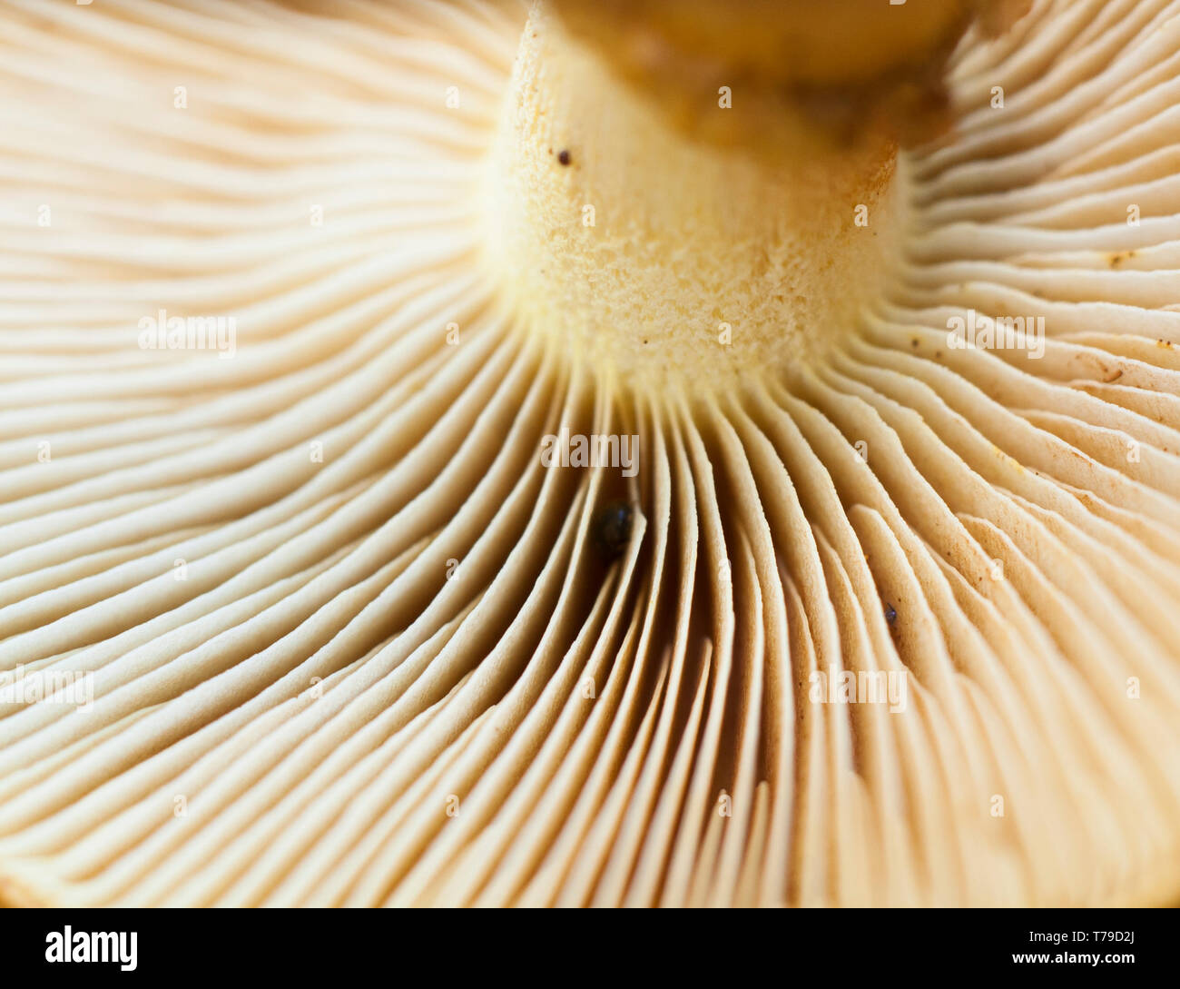 Close up macro image of wild white mushroom from the autumn garden ...
