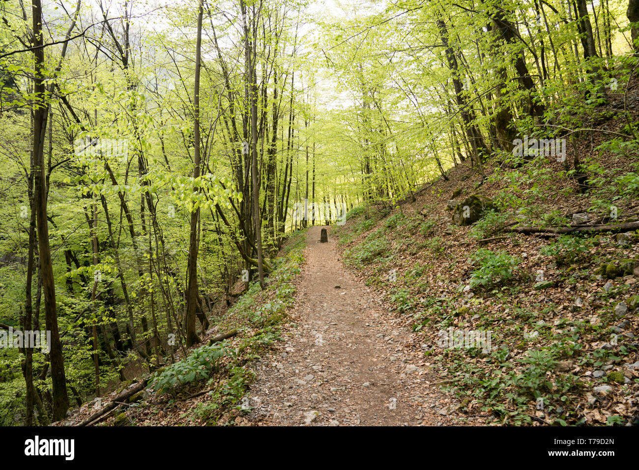 The path through woods Stock Photo - Alamy