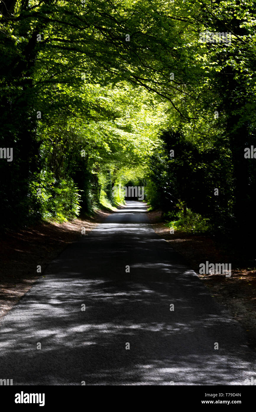 Shaded tree lined single track country lane in rural Hampshire Stock ...