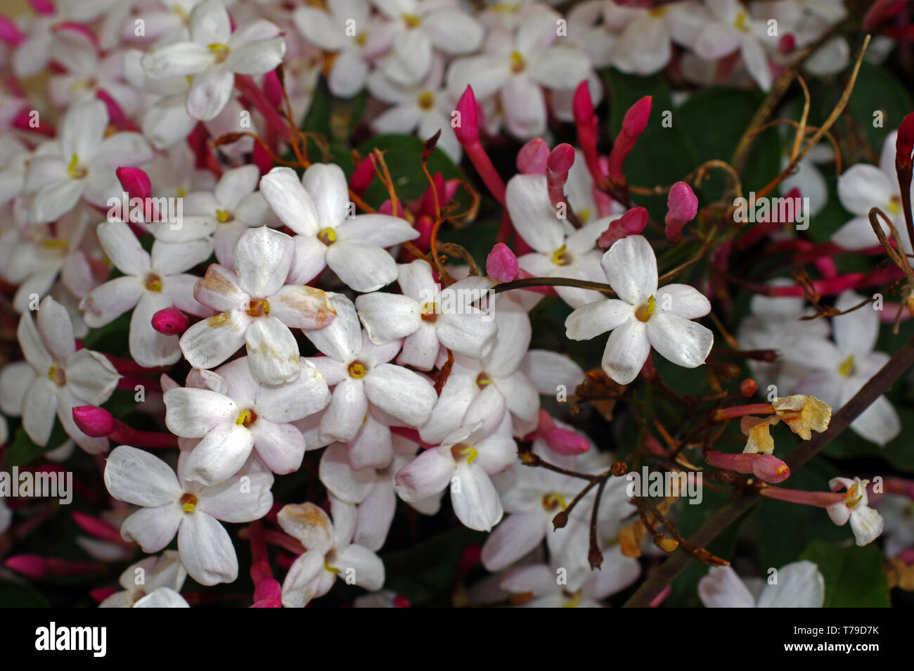 Jasminum polyanthum hi-res stock photography and images - Alamy