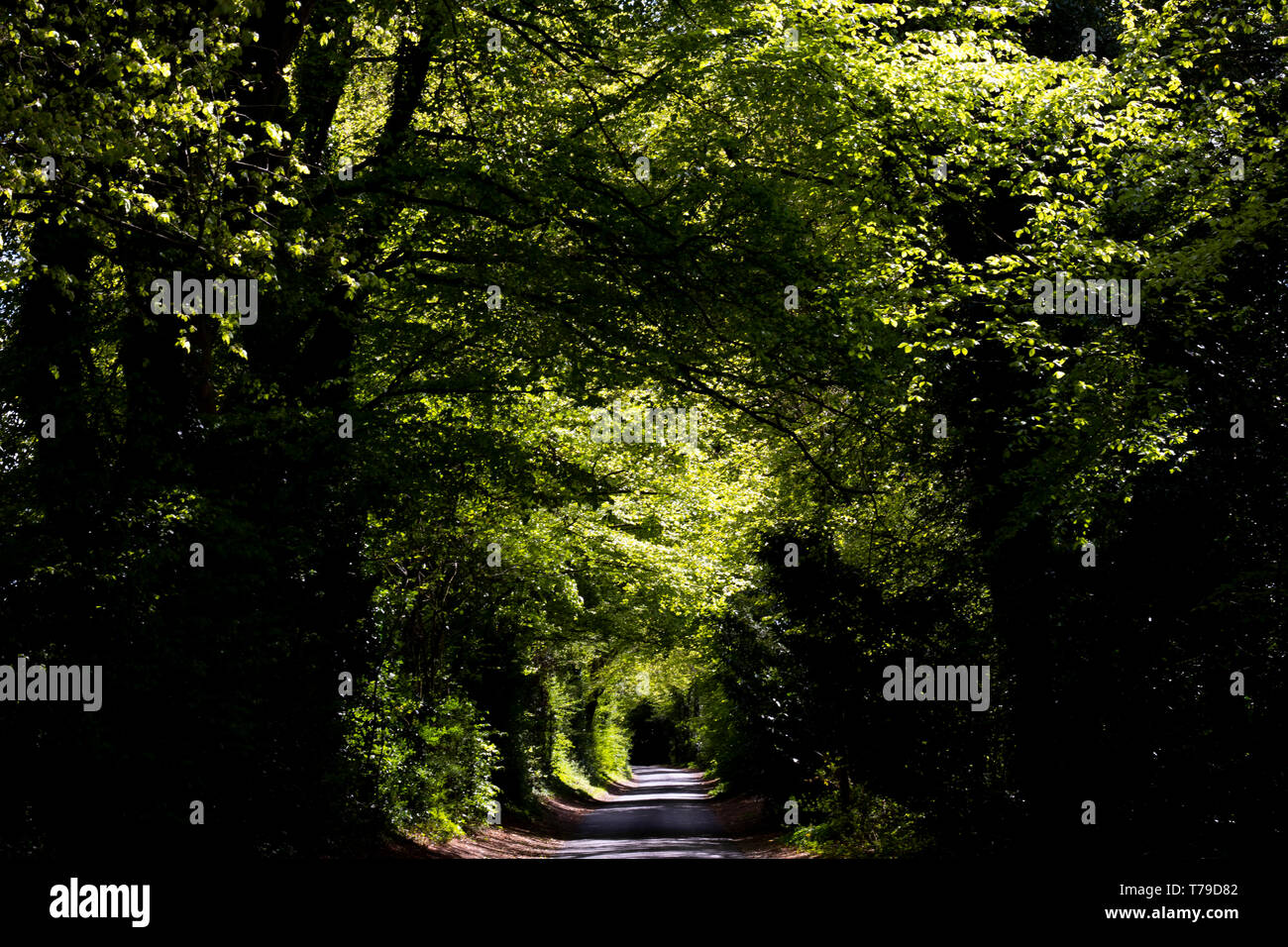 Shaded tree lined single track country lane in rural Hampshire Stock ...