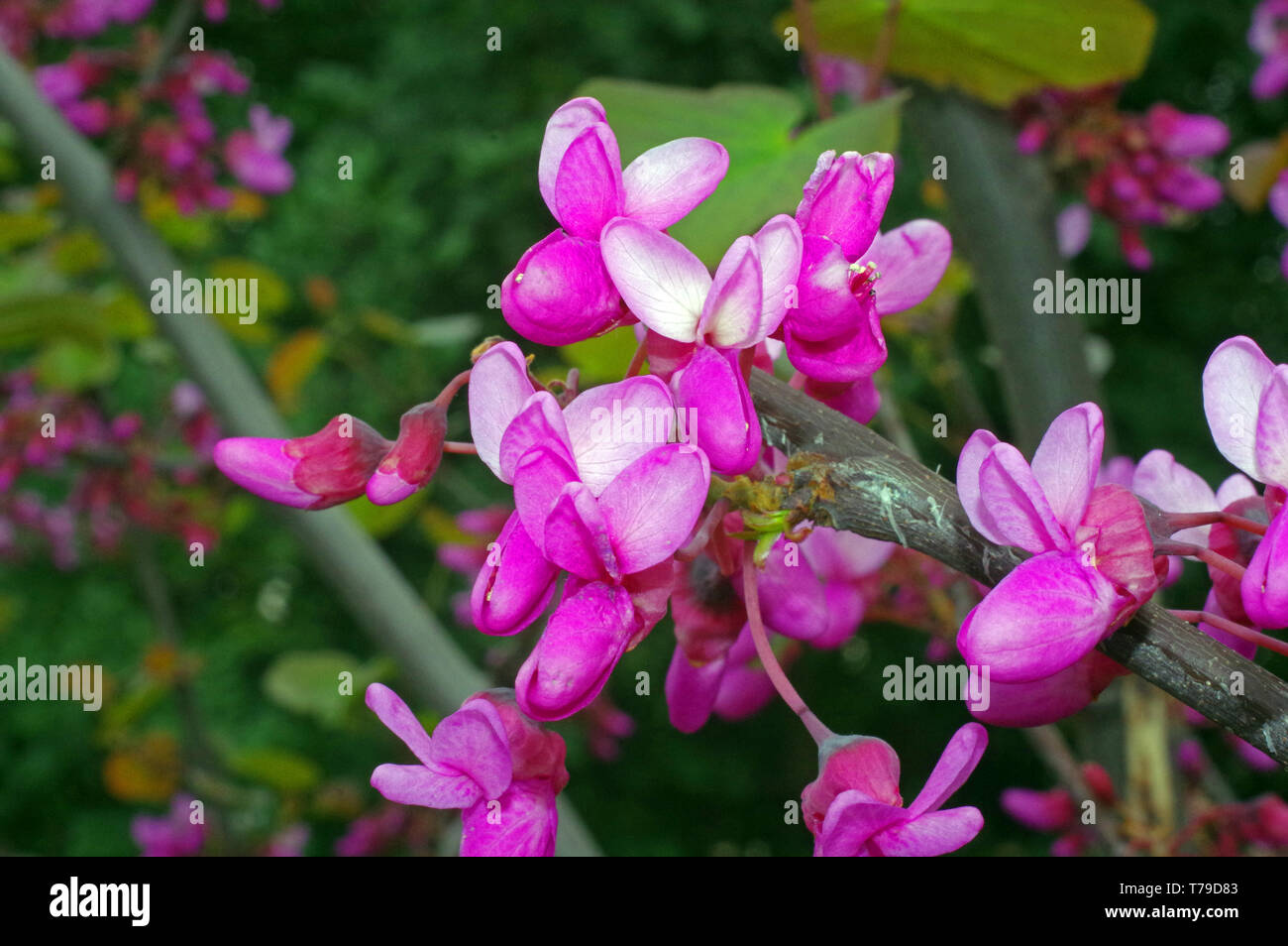 Judas tree spring hi-res stock photography and images - Alamy