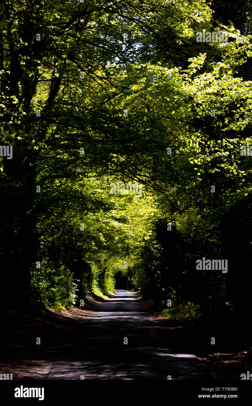 Shaded tree lined single track country lane in rural Hampshire Stock ...