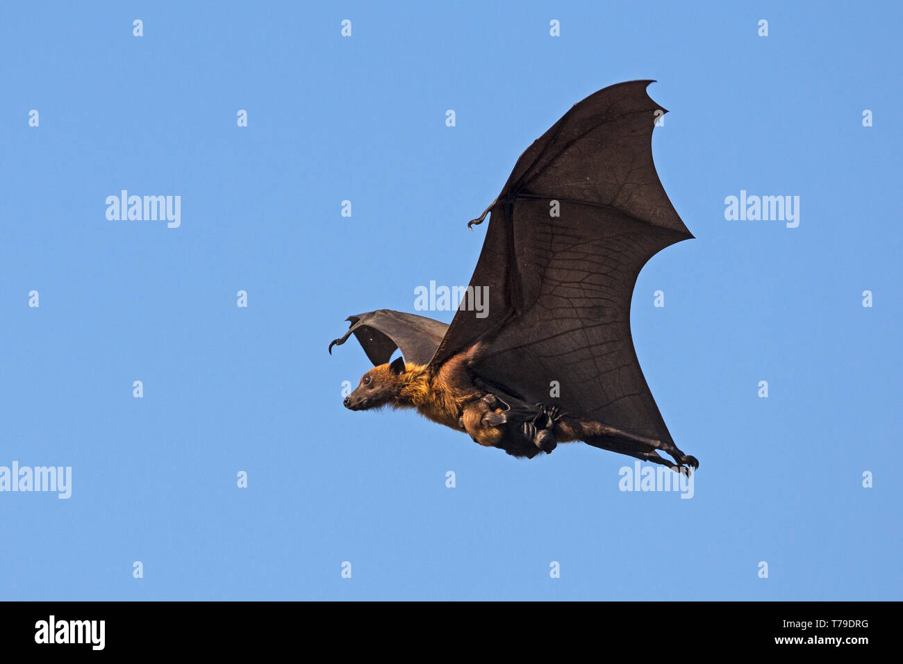 Indian flying fox (Pteropus giganteus) or the greater Indian fruit bat ...