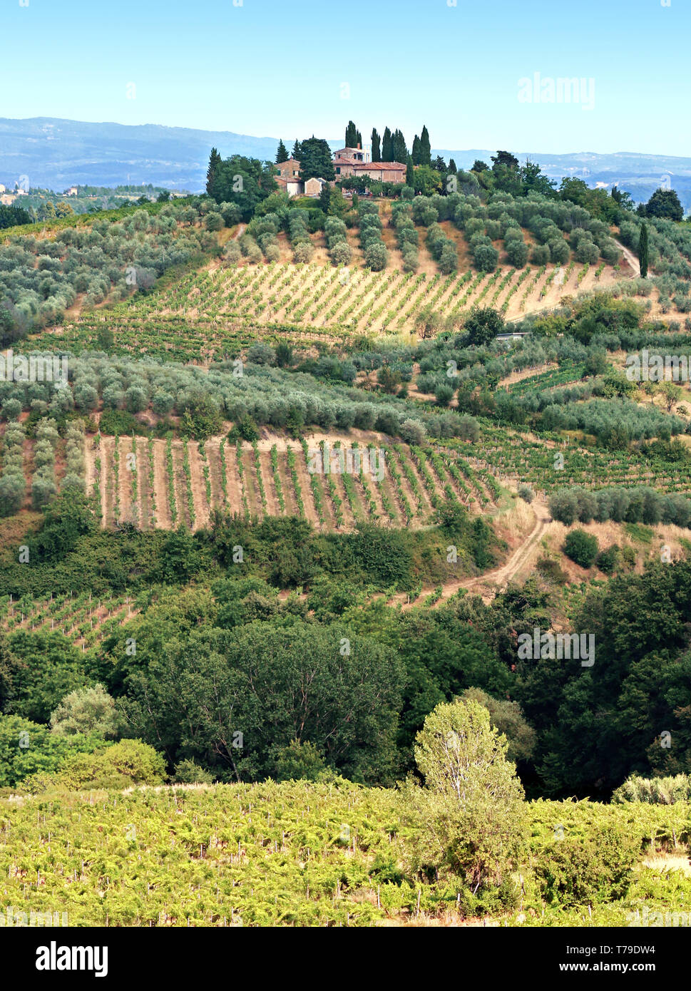 Italian Cypress Tree Plantation High Resolution Stock Photography and ...