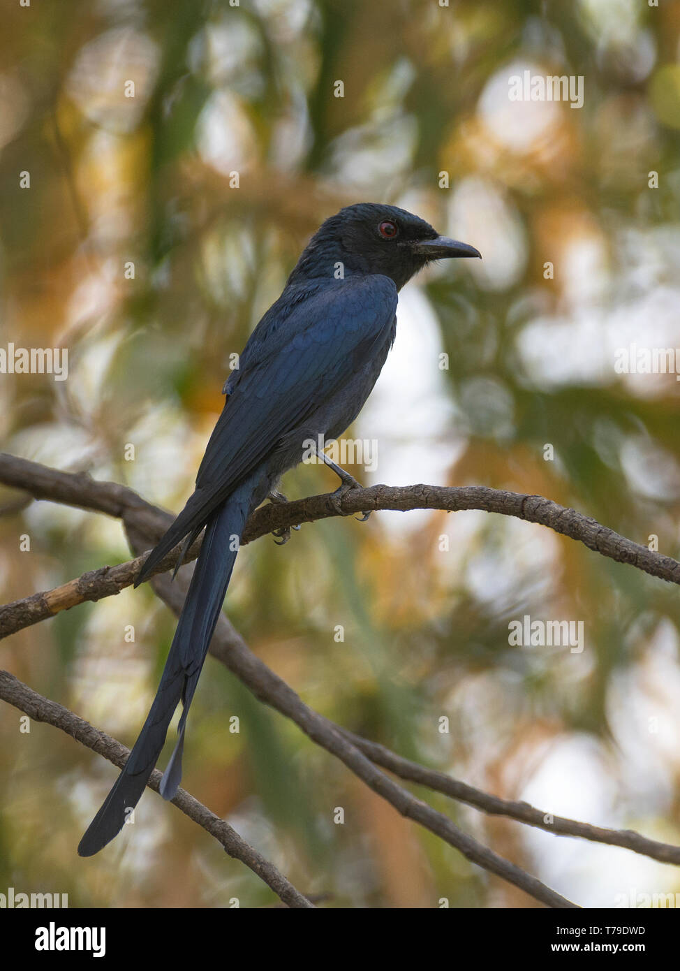 Ashy drongo (Dicrurus leucophaeus) at Gandhinagar, Gujarat, India Stock ...