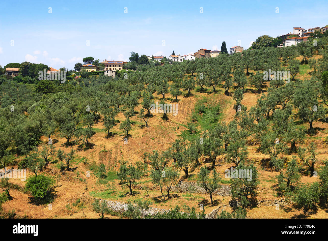 Tuscany countryside planted with olive trees, vineyards, cypresses ...