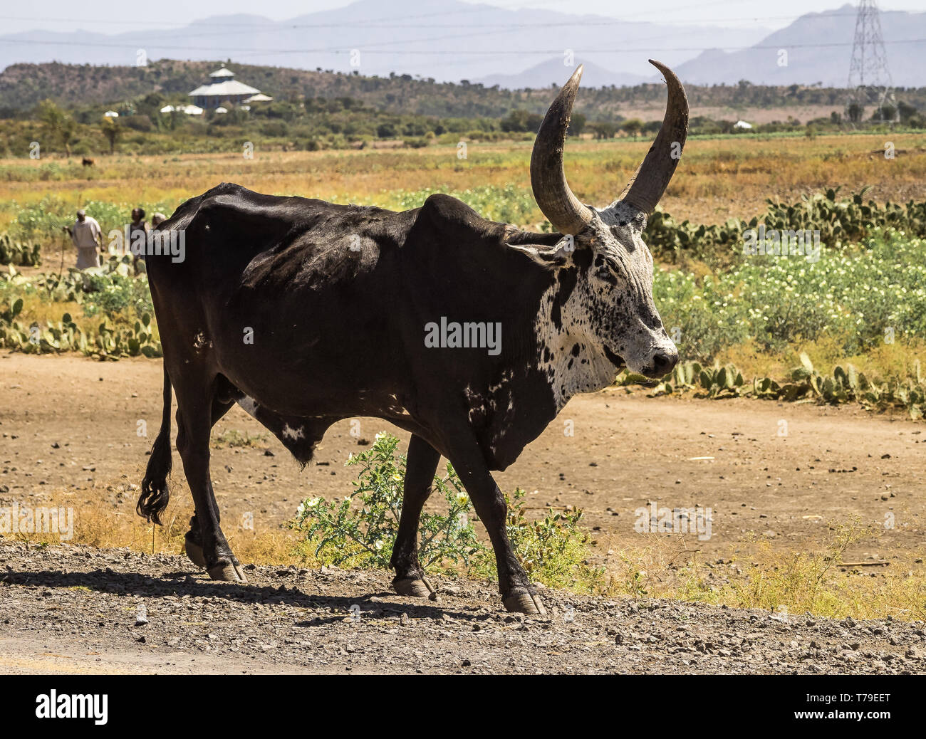 Brahman or Zebu bulls on the road to Gheralta in Tigray, Ethiopia Stock ...