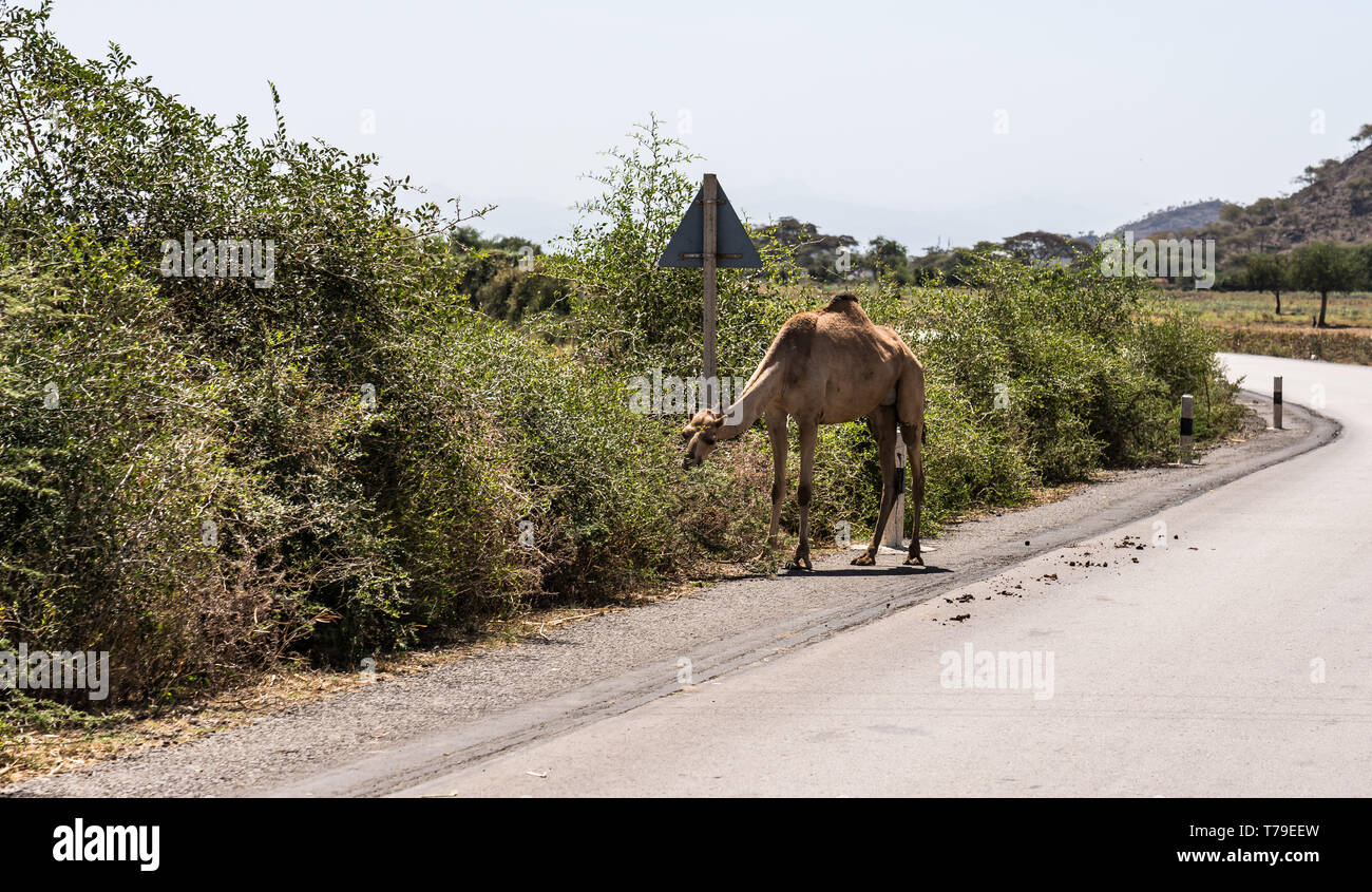 Drought animal africa farmer hi-res stock photography and images - Alamy