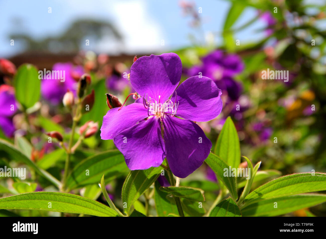 Violet beautiful flowers hi-res stock photography and images - Alamy