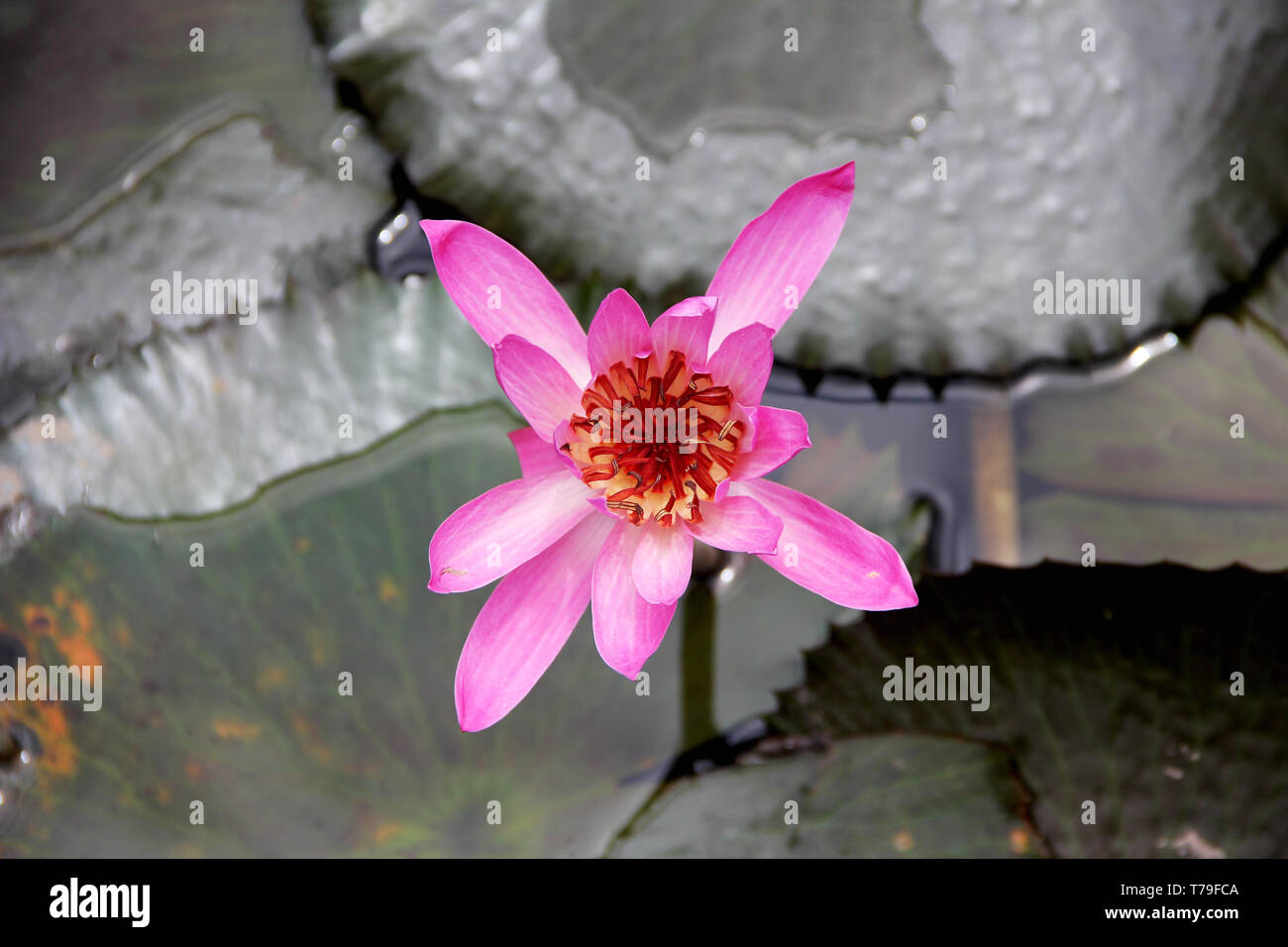 Single blue lotus flower hi-res stock photography and images - Alamy