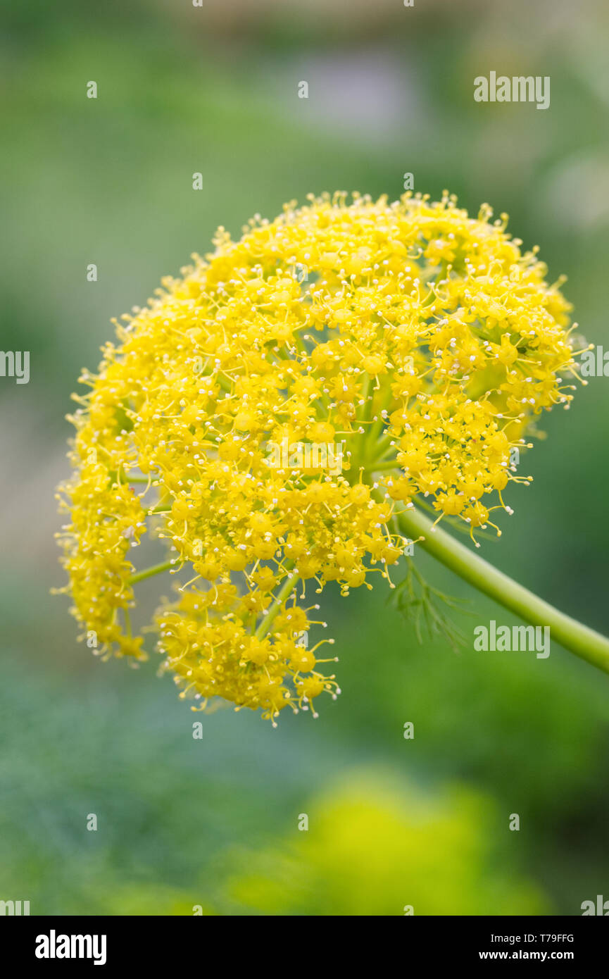 Ferula communis uk hi-res stock photography and images - Alamy