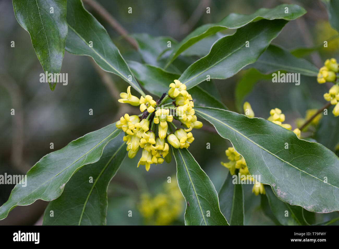 Laurina hi-res stock photography and images - Alamy