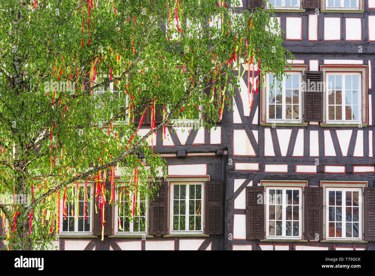 Decorated birch tree, a german tradition for the 1 May holiday the ...