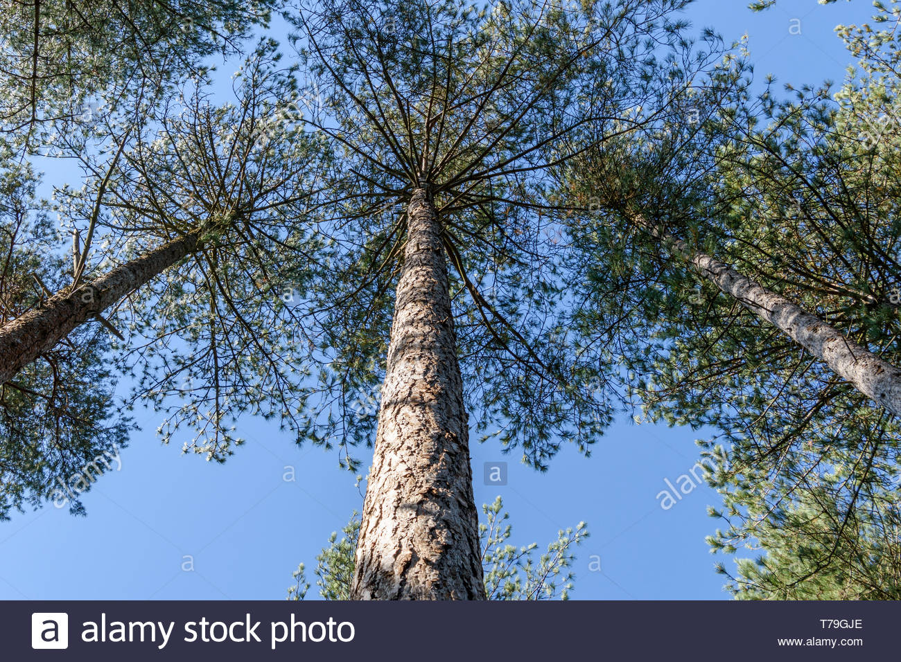 Looking Up Through Trees High Resolution Stock Photography and Images ...