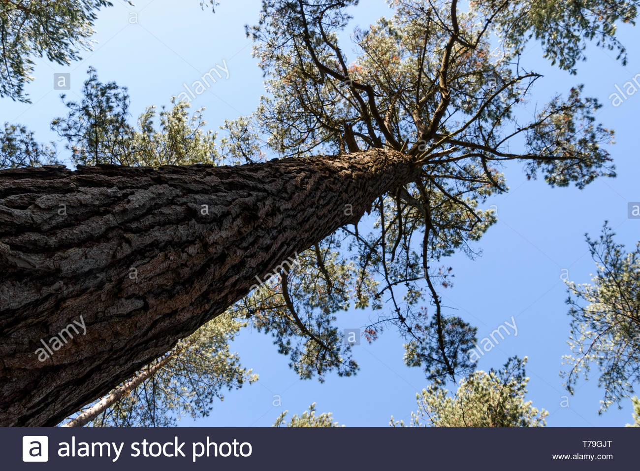Looking Up Through Trees High Resolution Stock Photography and Images ...