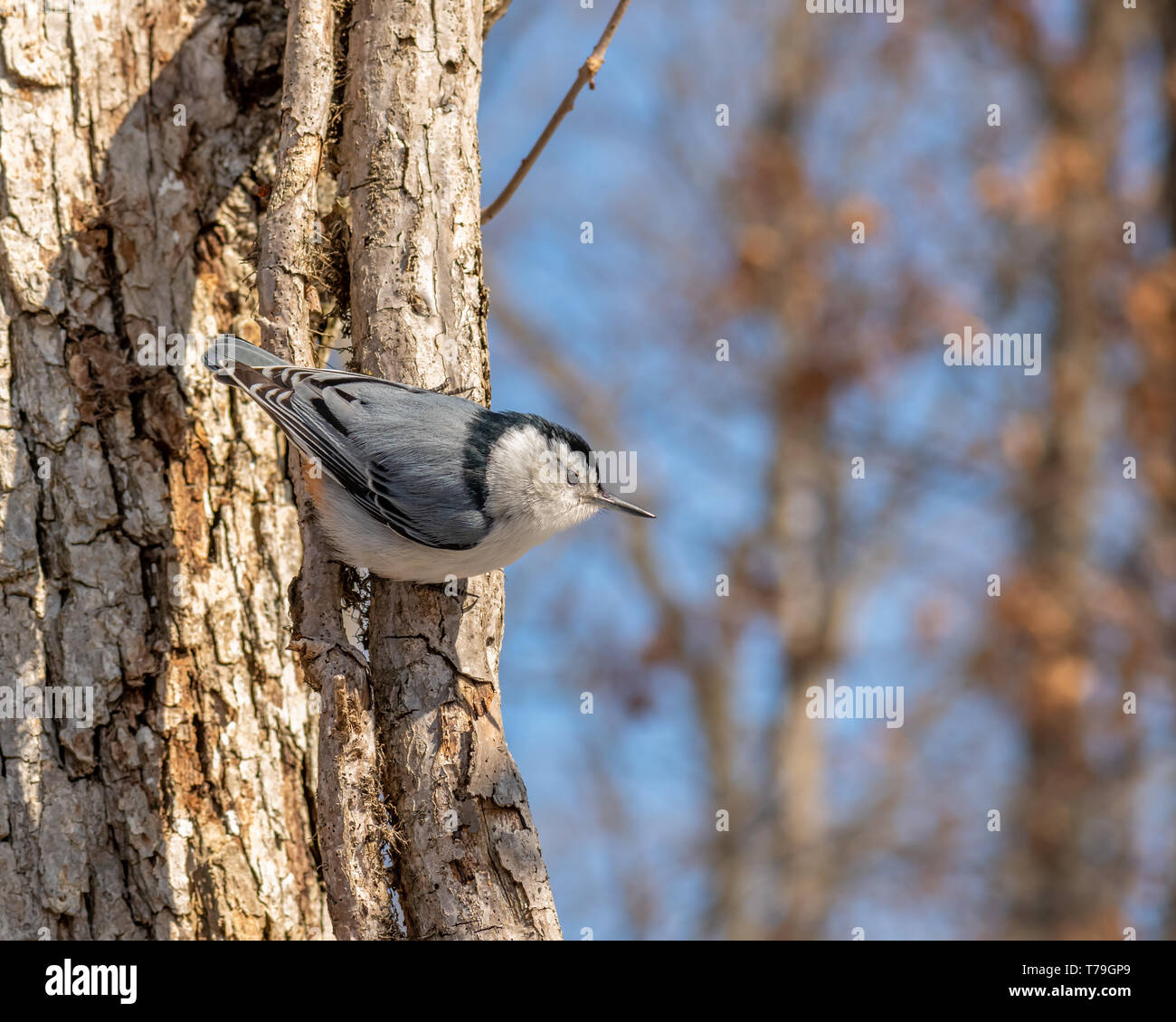 White-breasted Nuthatch (Sitta carolinensis) climbing down tree head ...
