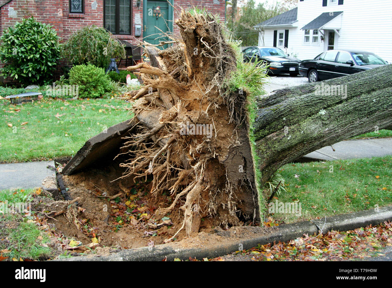 A tree ripped out of the ground, breaking the cement around it. from ...