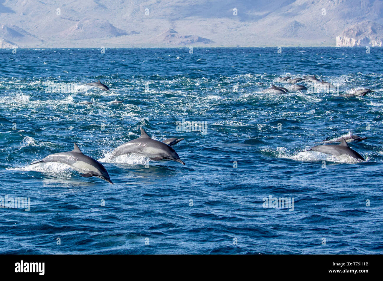 Dolphin riding boat wave hi-res stock photography and images - Alamy