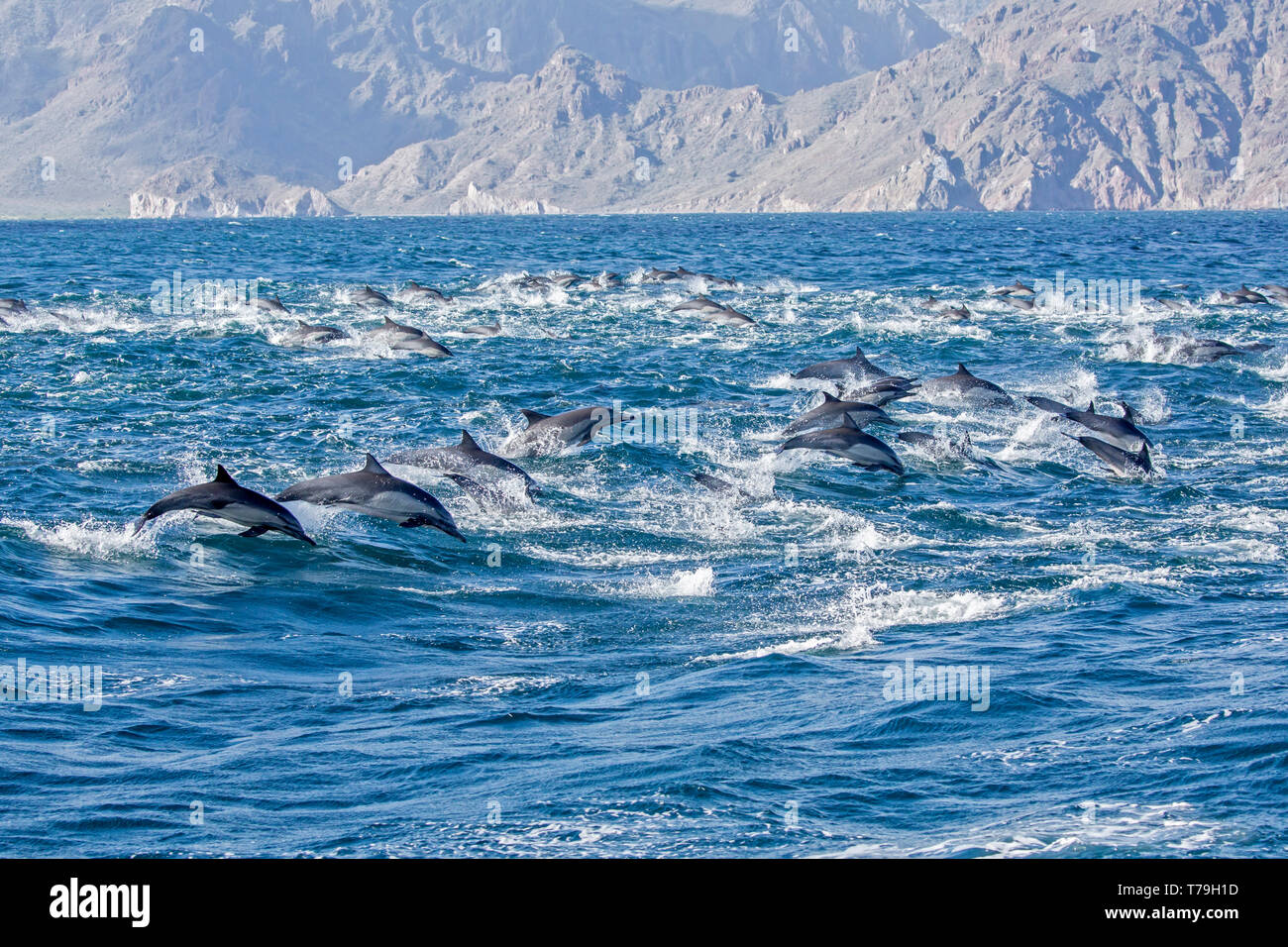 Common Dolphin (Delphinus delphis) superpod approaching the boat for ...