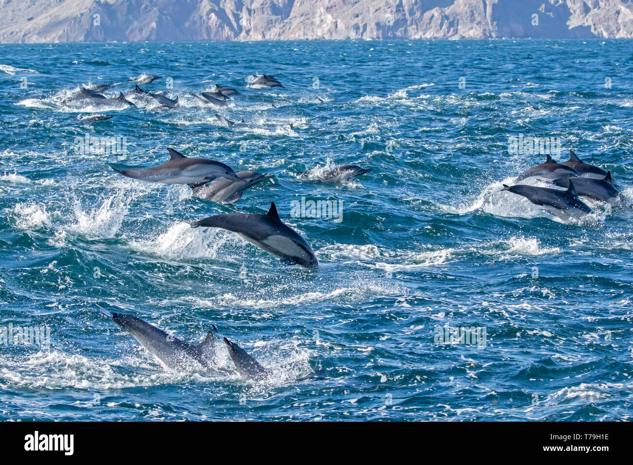 Long beaked common dolphin superpod hi-res stock photography and images ...