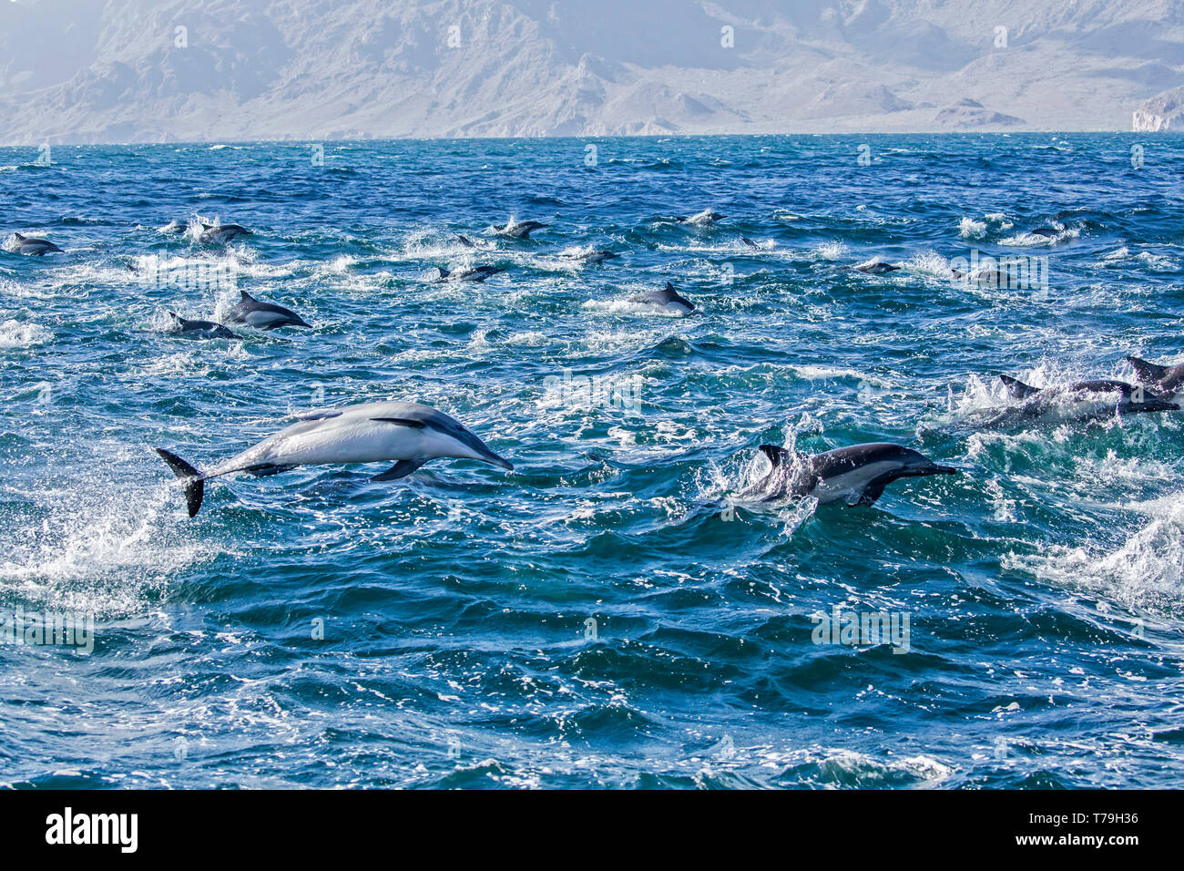 Beaked whale calf hi-res stock photography and images - Alamy