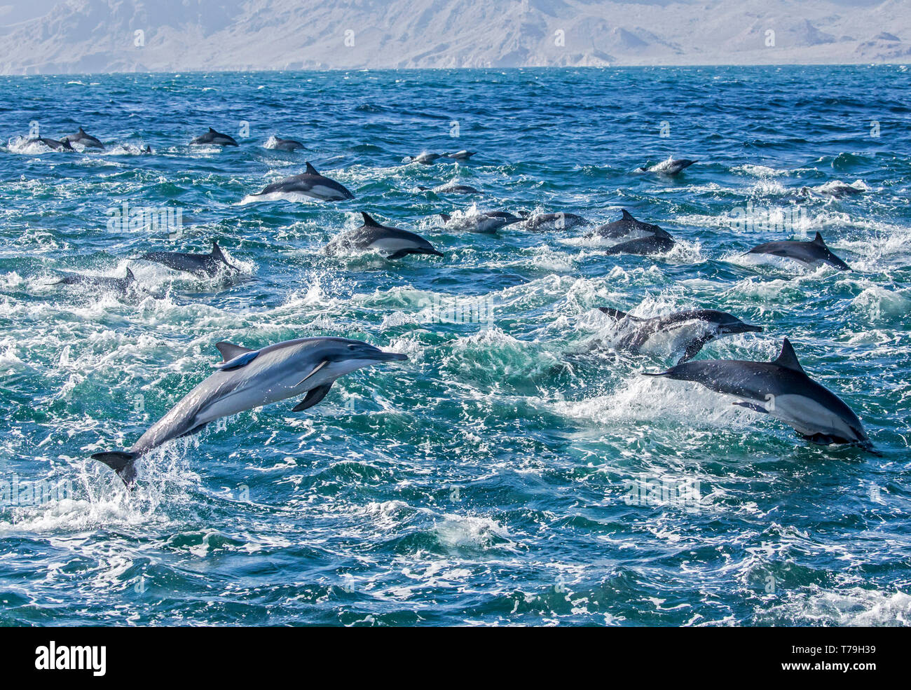 Common Dolphin (Delphinus delphis) superpod approaching the boat for ...