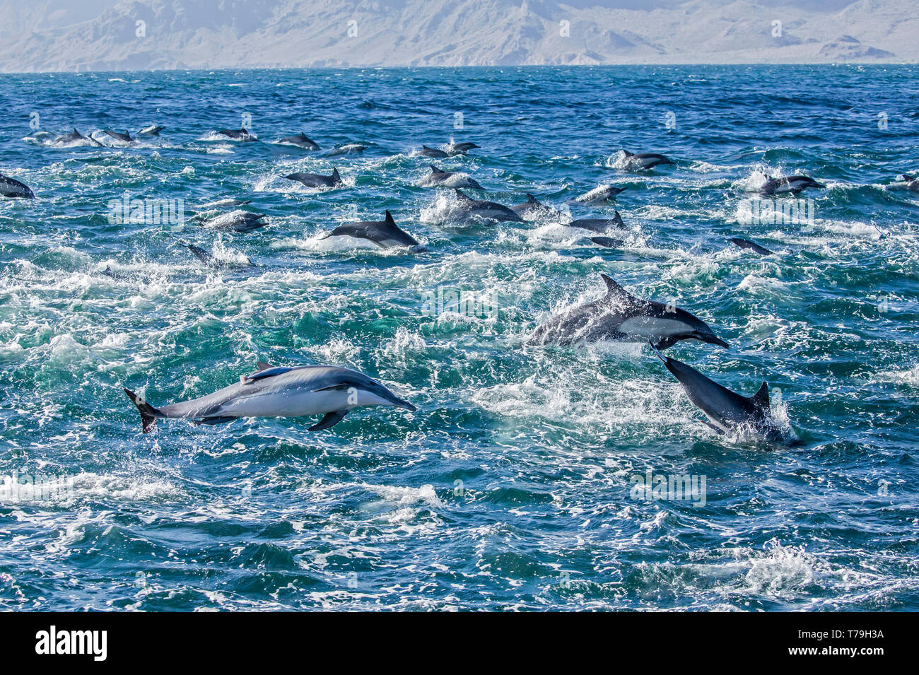 Long beaked common dolphin superpod hi-res stock photography and images ...