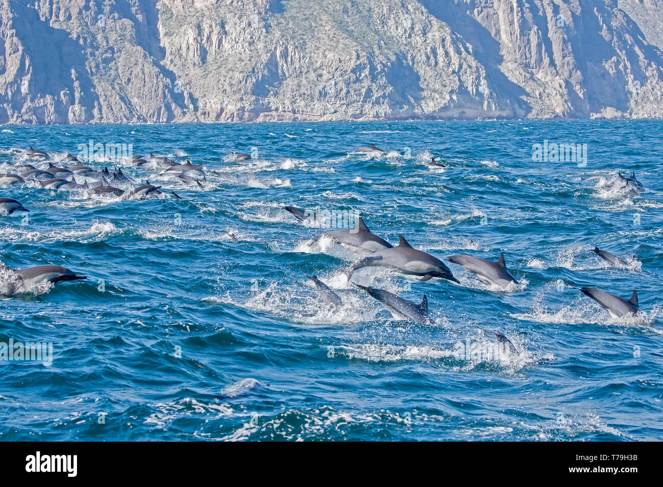 Long beaked common dolphin superpod hi-res stock photography and images ...