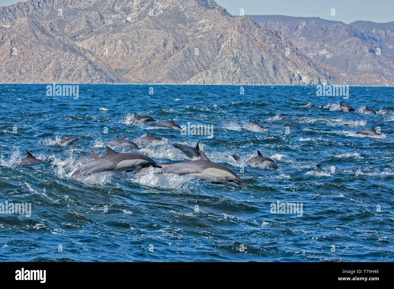 Common Dolphin (Delphinus delphis) superpod approaching the boat for ...