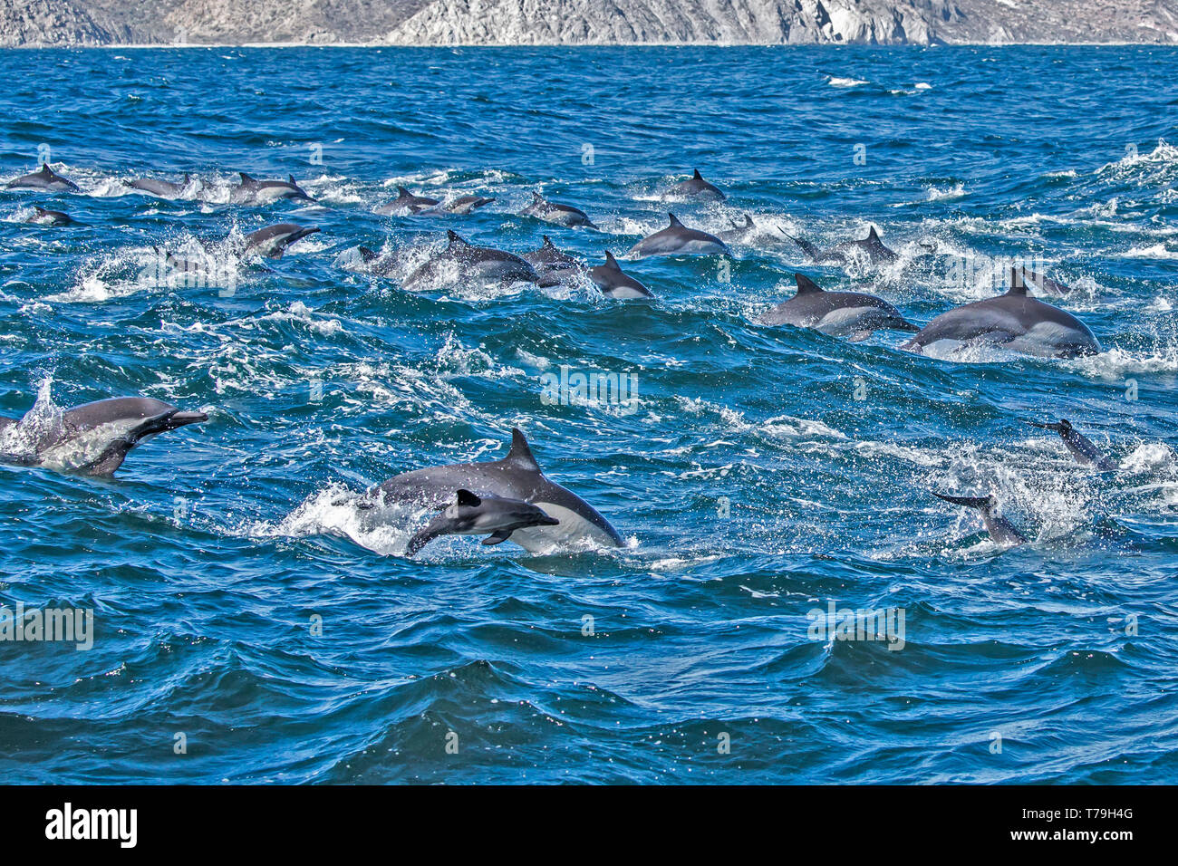 Mother and baby dolphin jumping hi-res stock photography and images - Alamy