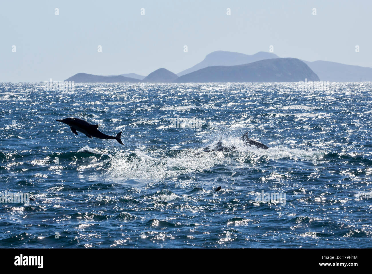 Dolphin boat jumping hi-res stock photography and images - Alamy