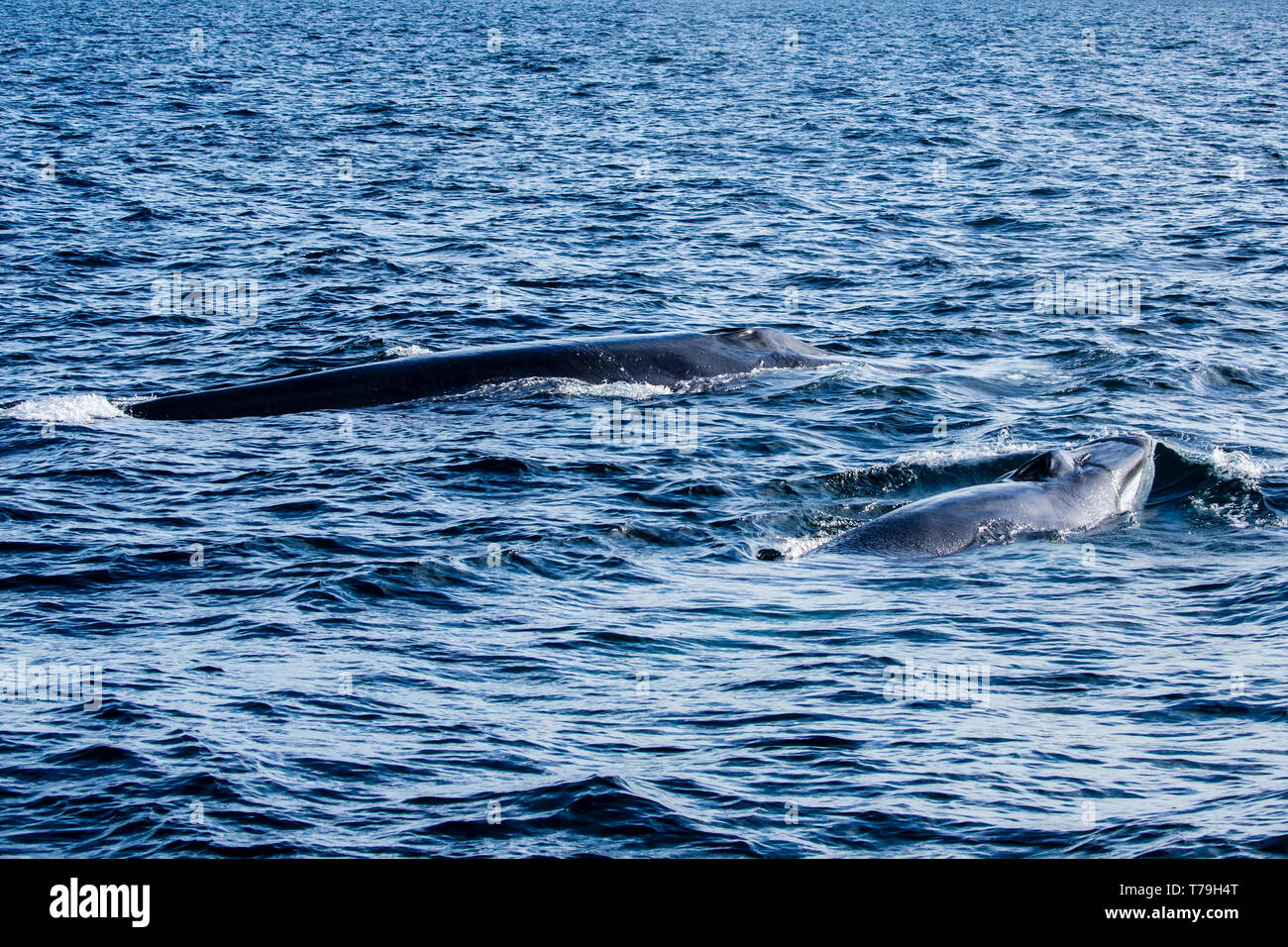 Fin whale (Balaenoptera physalus), also known as finback whale, mother and calf surfacing, Sea ...