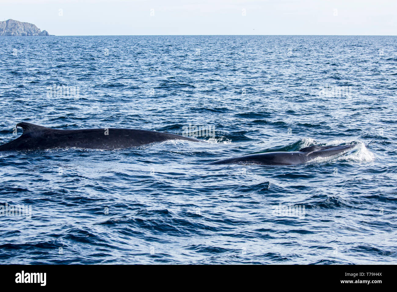 Fin whale (Balaenoptera physalus), also known as finback whale, mother and calf surfacing, Sea ...