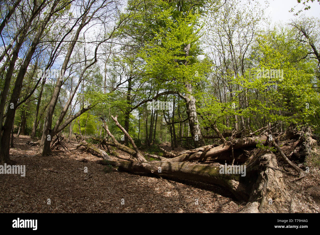 trees Ashdown Forest East Sussex Stock Photo - Alamy