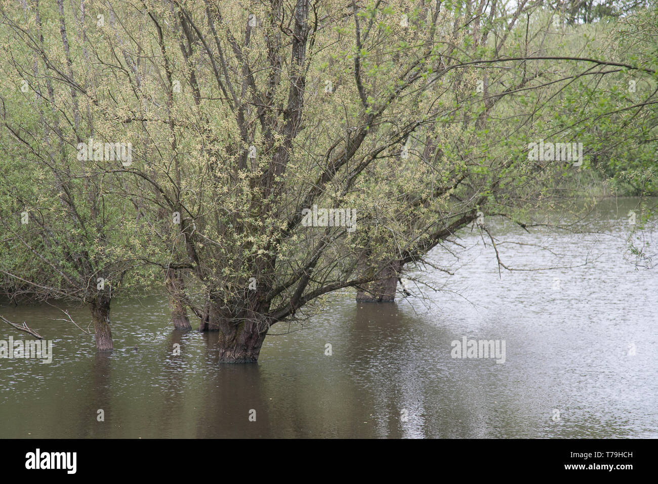 trees Ashdown Forest East Sussex Stock Photo - Alamy