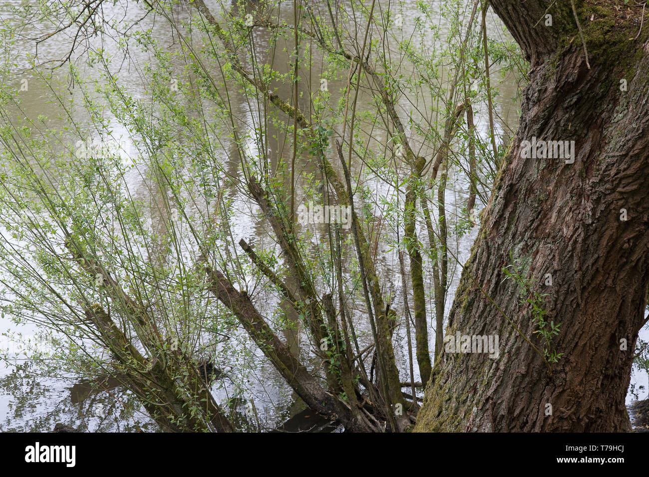 trees Ashdown Forest East Sussex Stock Photo - Alamy